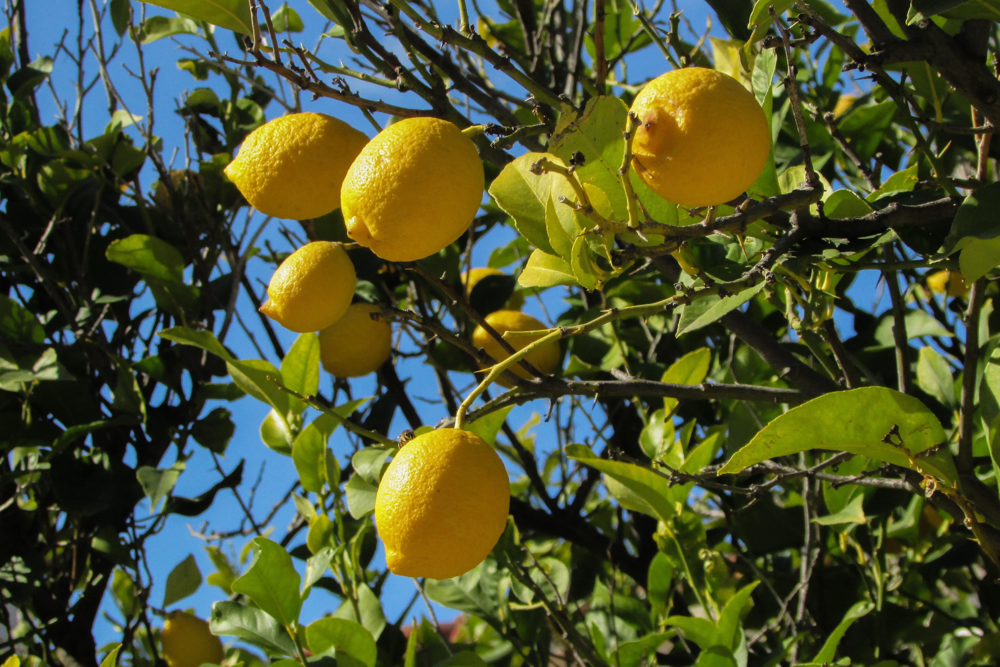 'We’ve been welcomed to get to work and collaborate' - Lemonade co ...